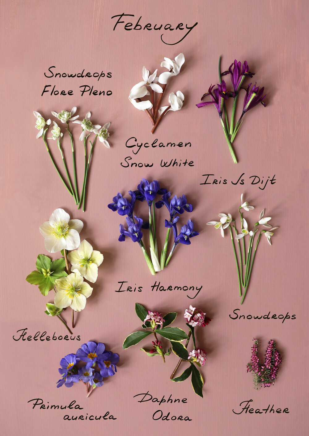 February Flowers - Flowerland