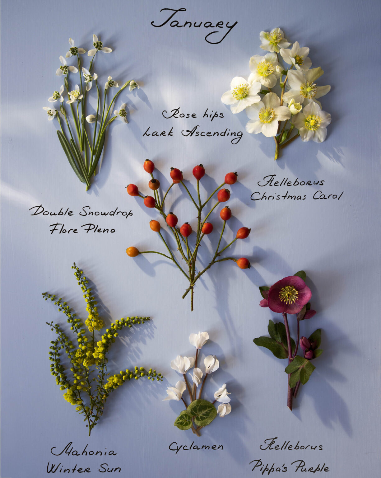 January Flowers - Flowerland