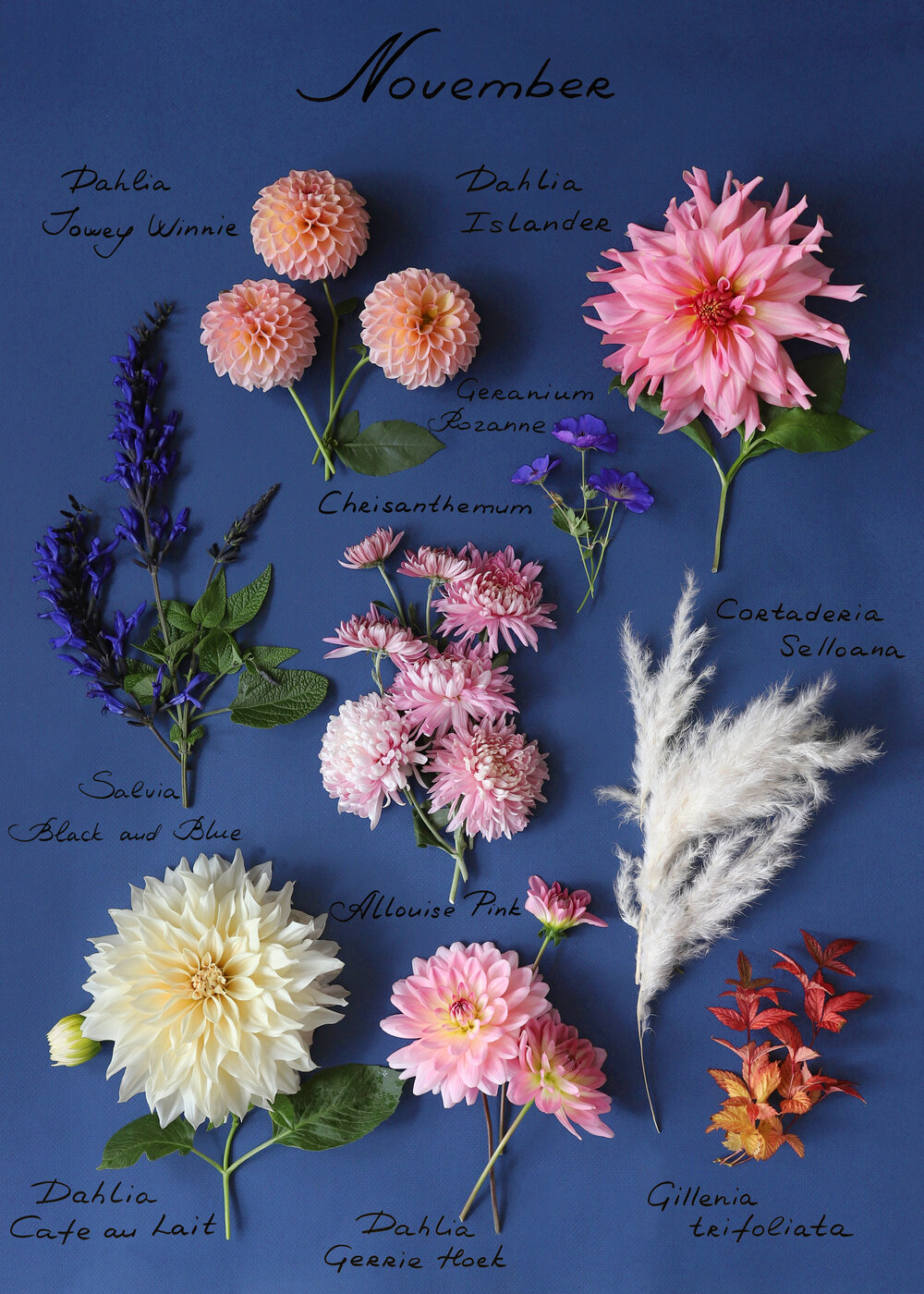 November Flowers - Flowerland