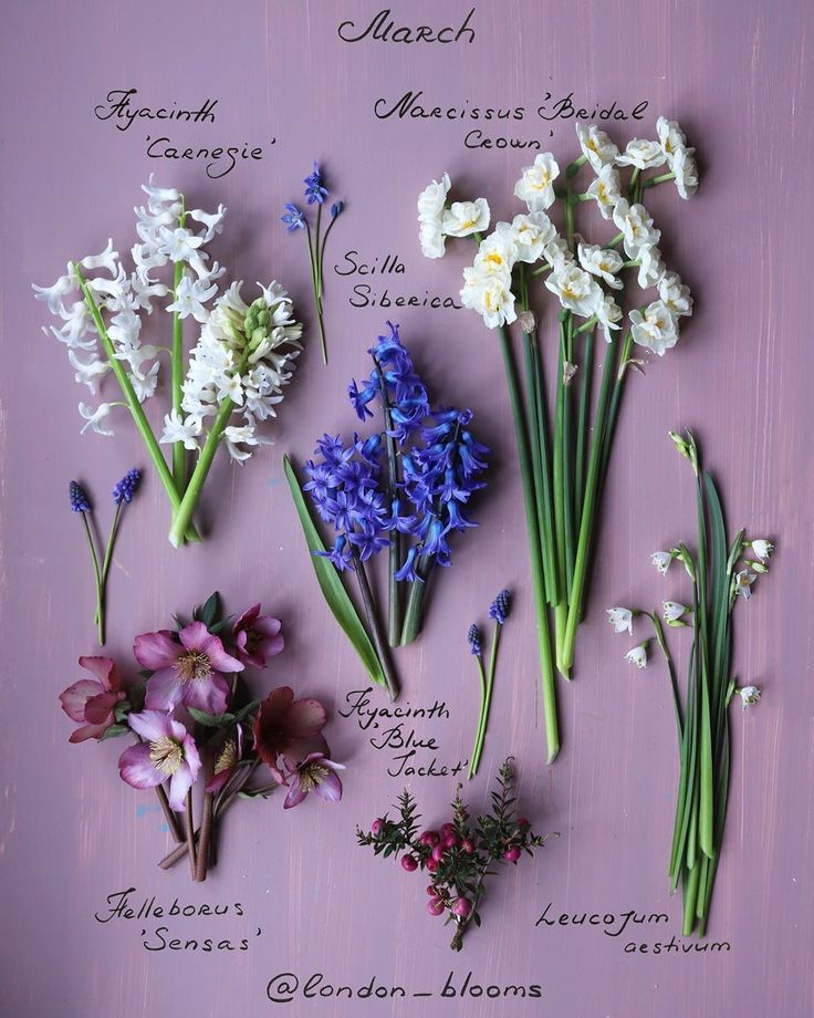 March Flowers - Flowerland